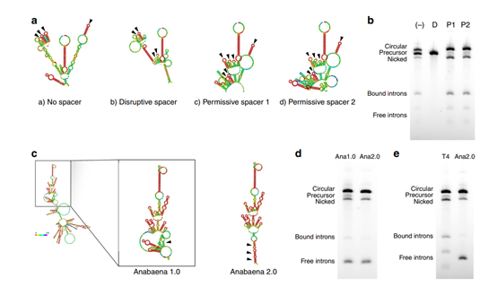 【耀文解读】环状mRNA篇｜环状RNA（circRNA）的设计：如何提高成环率和蛋白翻译效率？ - 知乎