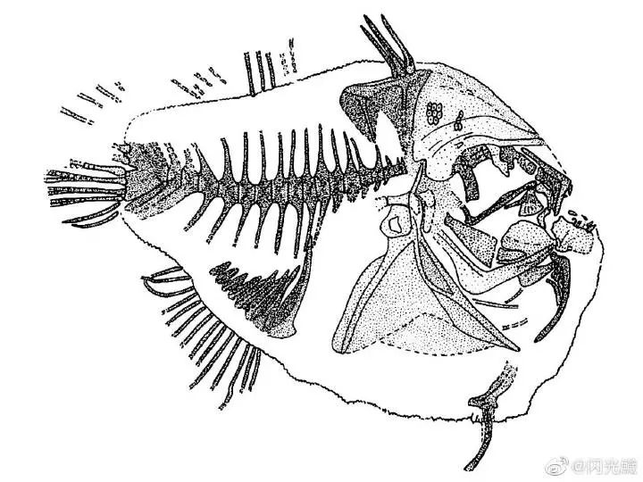 蒙特波卡：始新世的海洋之窗（4）——真鲈形系鲀形目（作者：达达） - 知乎