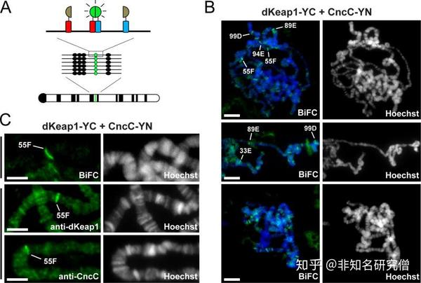[技能分享]双分子荧光互补技术BiFC - 知乎