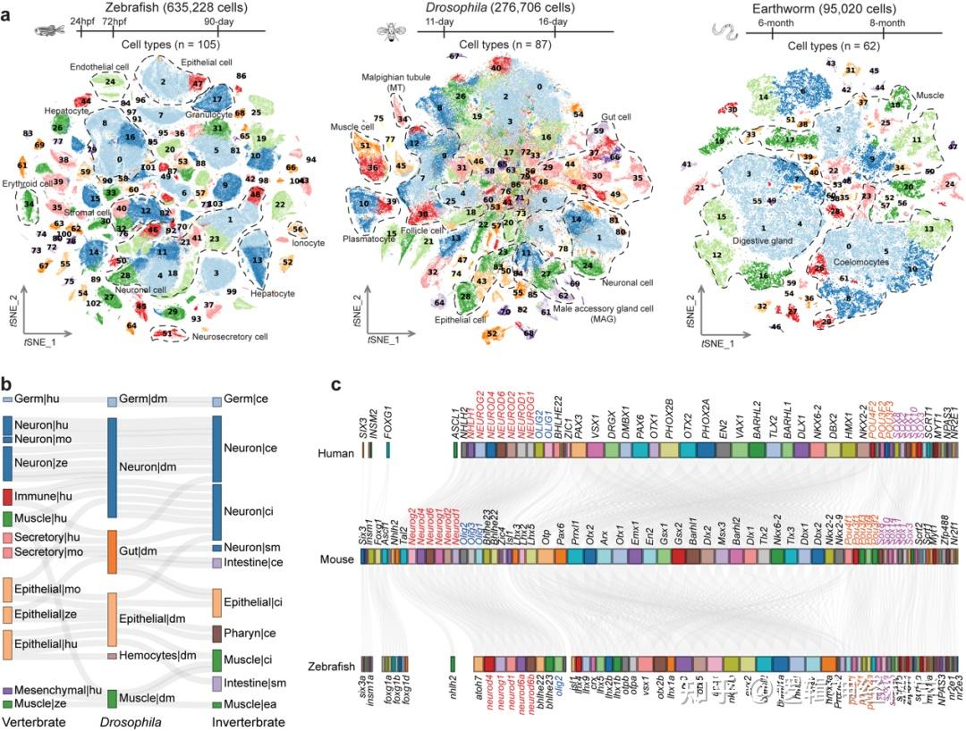 Nat Genet︱浙江大学医学院郭国骥/韩晓平团队发表基于人工智能神经网络的基因组解读系统Nvwa，并揭示细胞命运决定的共性规律 - 知乎