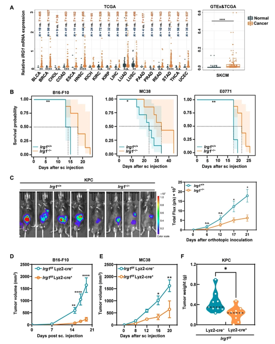 Science Advances丨靶向 IRG1 可逆转肿瘤相关巨噬细胞的免疫抑制功能并增强癌症免疫治疗 - 知乎