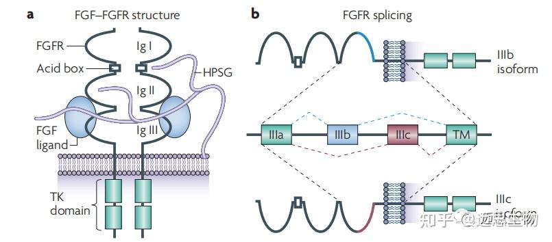 蛋白家族系列：FGF家族 - 知乎
