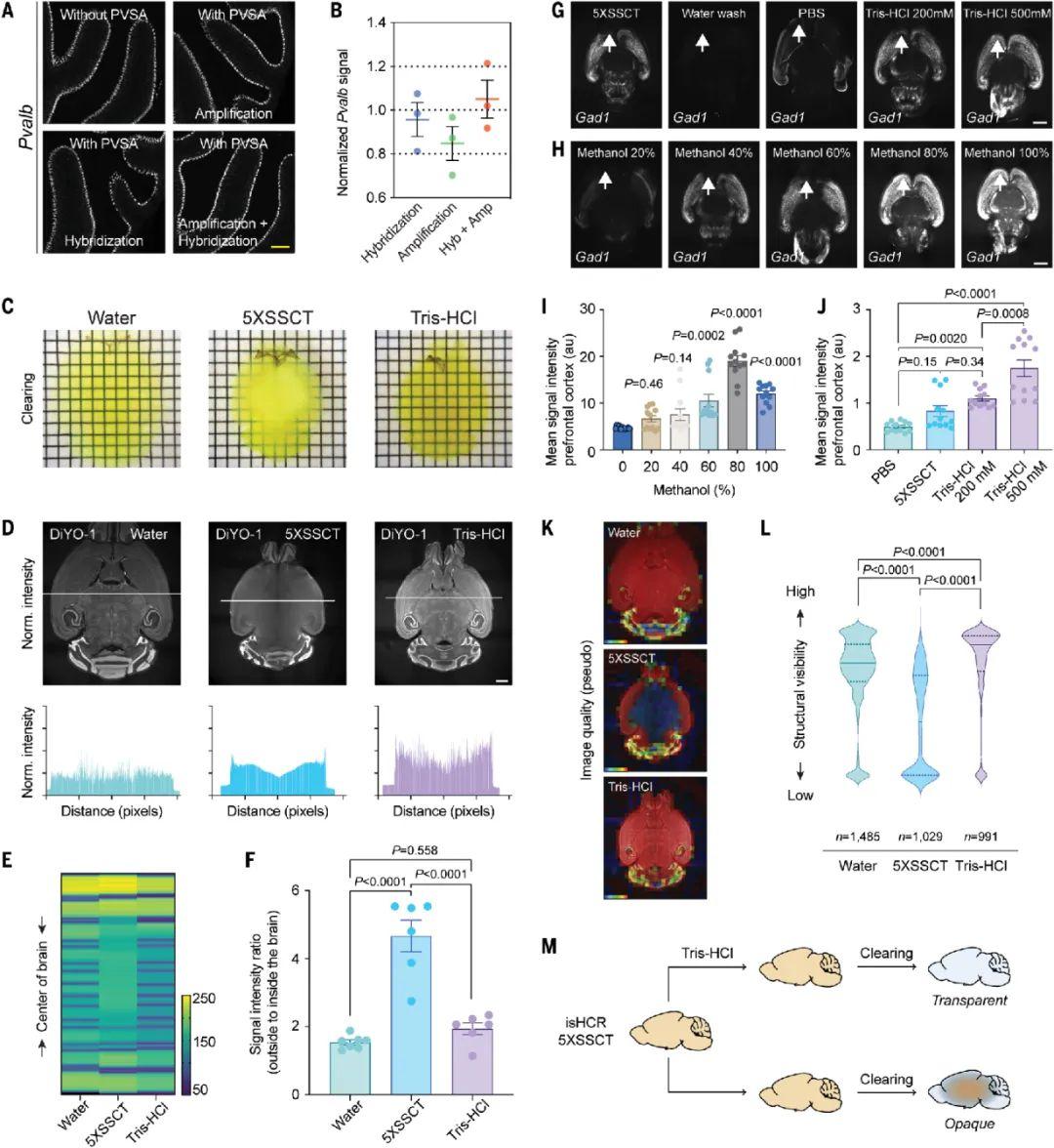 Science：TRISCO让全脑空间转录组测序与脑成像“完美”结合！ - 知乎
