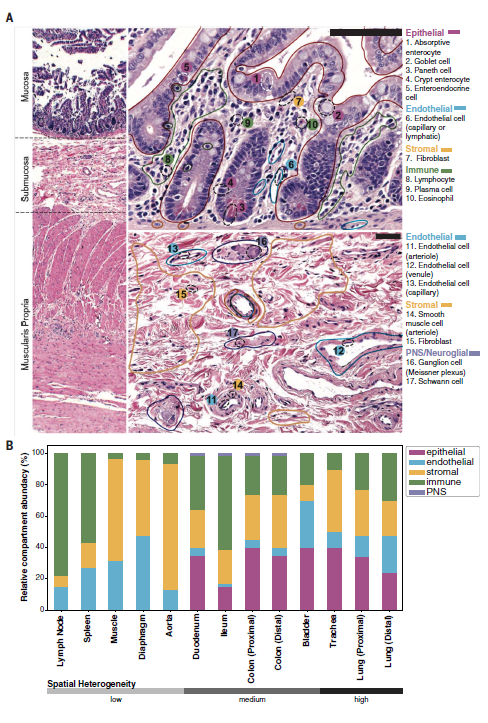 Science | Tabula Sapiens：人类多器官单细胞转录本测序图谱 - 知乎