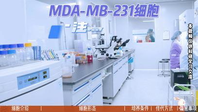 MDA-MB-231细胞培养，人乳腺癌细胞培养攻略 - 知乎
