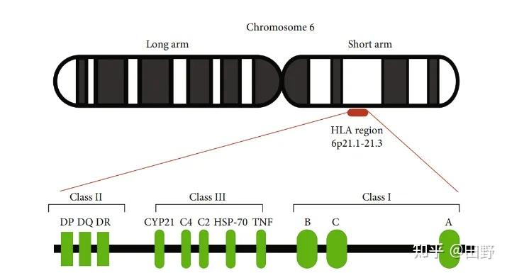 人类白细胞抗原(HLA)基因分型技术 - 知乎