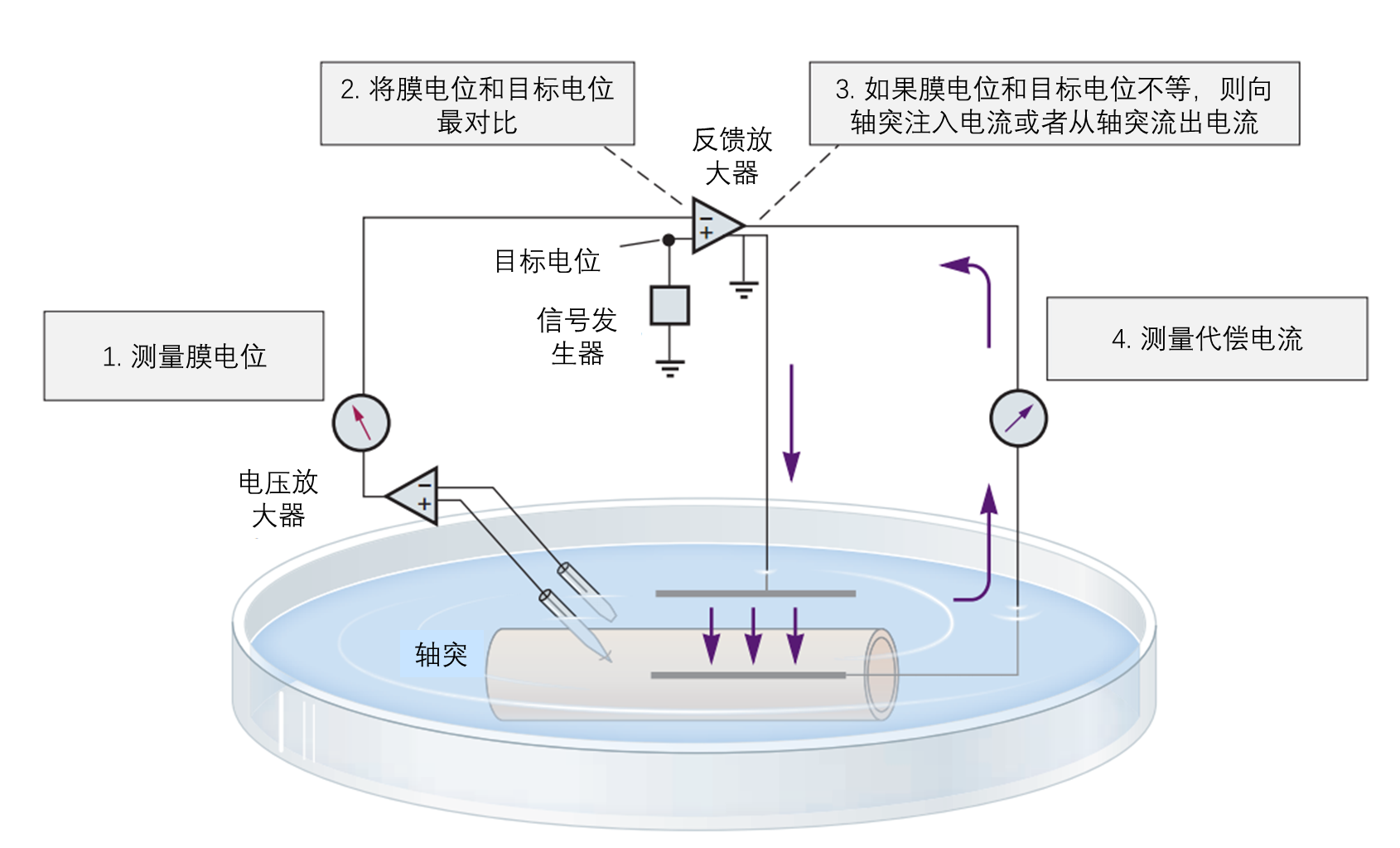 发现动作电位的发生机制——Alan Hodgkin & Andrew Huxley - 知乎