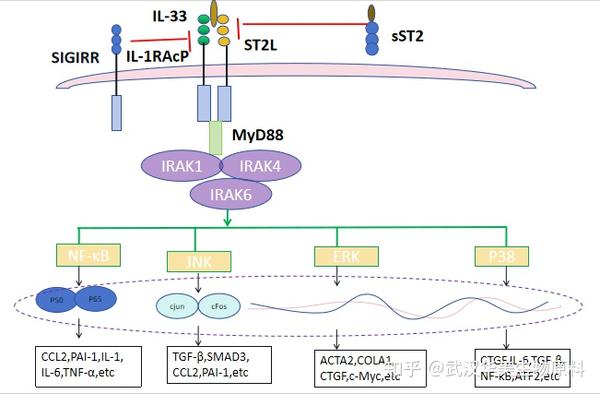 心衰预后标志物—可溶性致癌抑制因子2 ( ST2) - 知乎