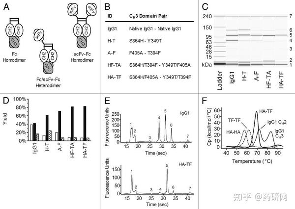 Fc工程化：Xencor的双抗技术梳理 - 知乎
