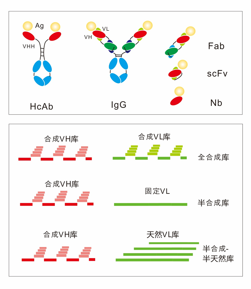 “全种属”超百亿库容噬菌体展示抗体库解决方案 - 知乎