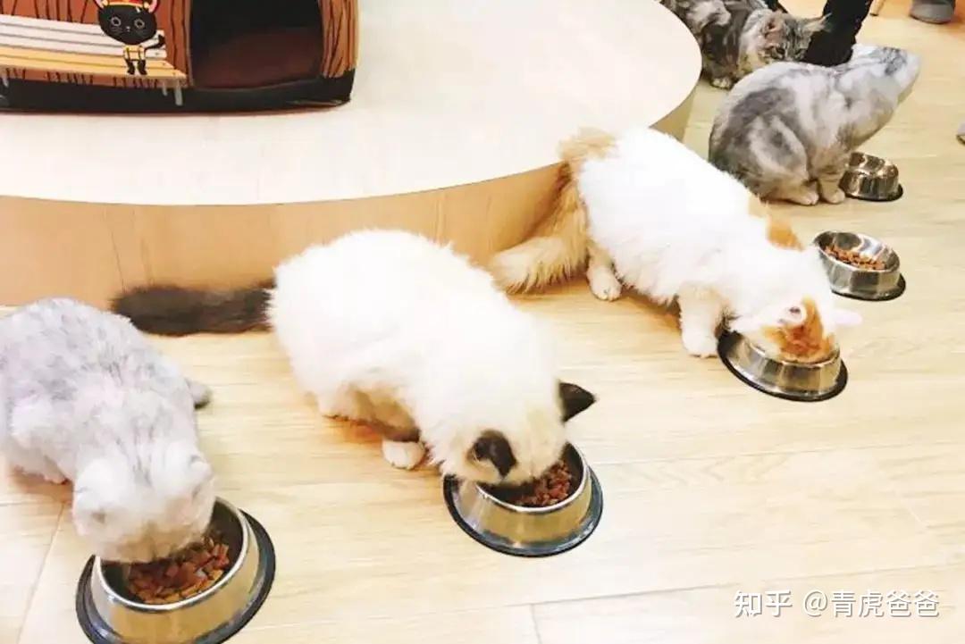 如何让猫多喝水 知乎