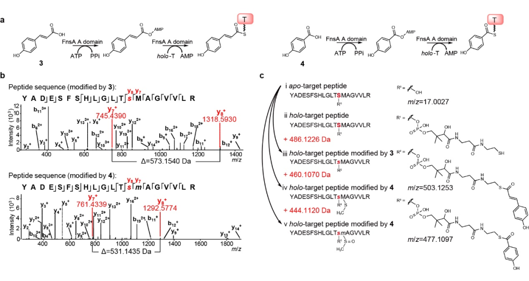 Nat Commun︱尹文兵团队发现真菌合成黄酮柚皮素的新途径 - 知乎