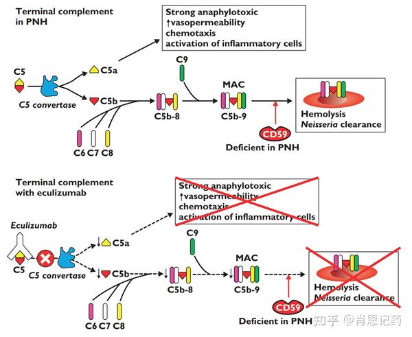如何记住所有FDA批准生物药？| 补体C5抑制剂 | 舒立瑞 ®依库珠单抗 | 治疗阵发性睡眠性血红蛋白尿症、非典型溶血性尿毒症等 - 知乎