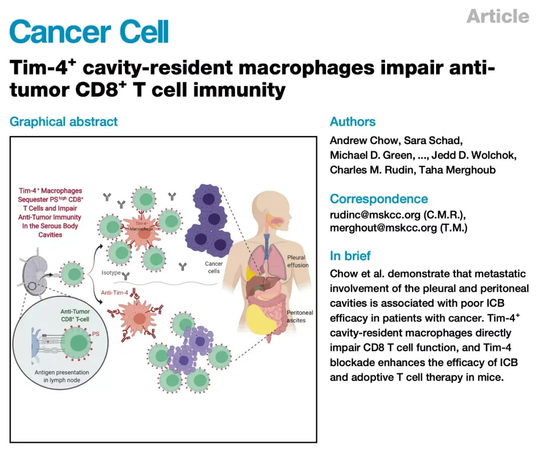Cancer Cell丨巨噬细胞削弱CD8+T细胞的抗肿瘤功能 - 知乎