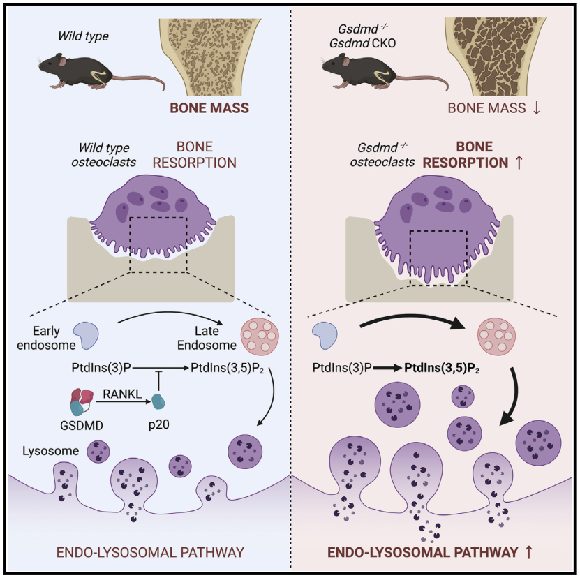 Dev Cell | 浙江大学发现Gasdermin D通过重组破骨细胞骨吸收的内溶酶体途径来维持骨量 - 知乎