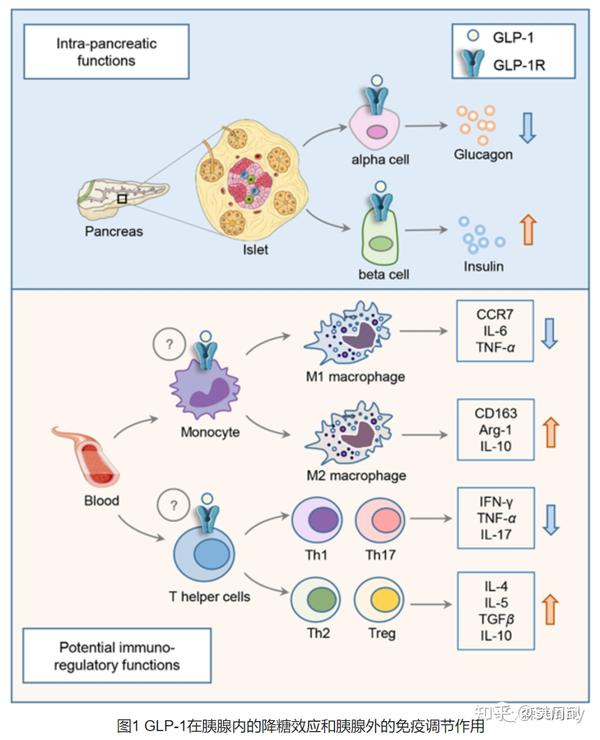 GLP-1RAs的抗炎特性及其对急慢性肺损伤的治疗潜力探讨 - 知乎