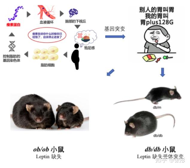 OB/OB MICE（肥胖鼠）—— Ⅱ型糖尿病 - 知乎