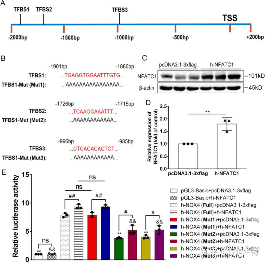 荧光素酶干货系列③ | 【应用篇】 转录因子与启动子互作验证 - 知乎