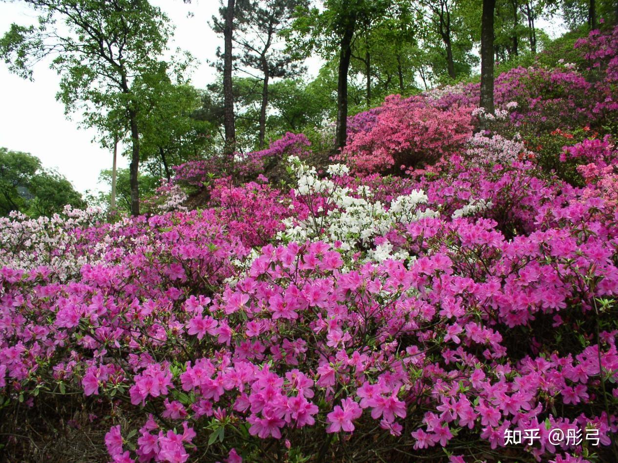 史上最全杜鹃花科普 - 知乎