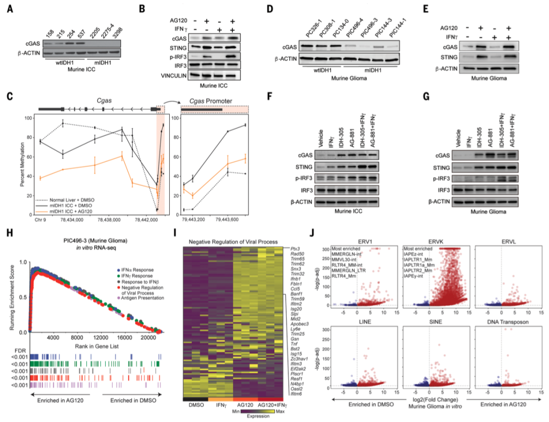 Science丨肿瘤免疫抑制新机制：IDH1-dsDNA-CGAS - 知乎