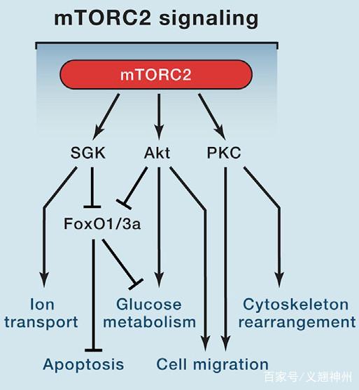 mTOR相关肿瘤治疗思路 - 知乎