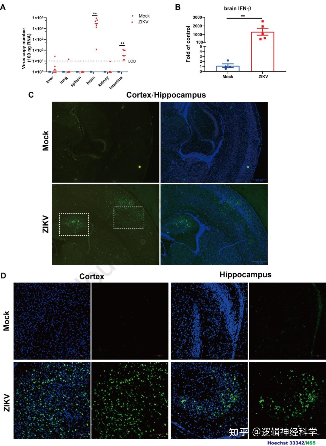 Virology︱华中农业大学崔旻团队发现寨卡病毒感染入侵中枢神经系统的机制 - 知乎
