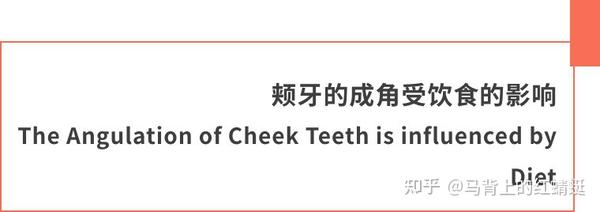 【科普】马牙齿的命名系统-Triadan Tooth Numbering System - 知乎