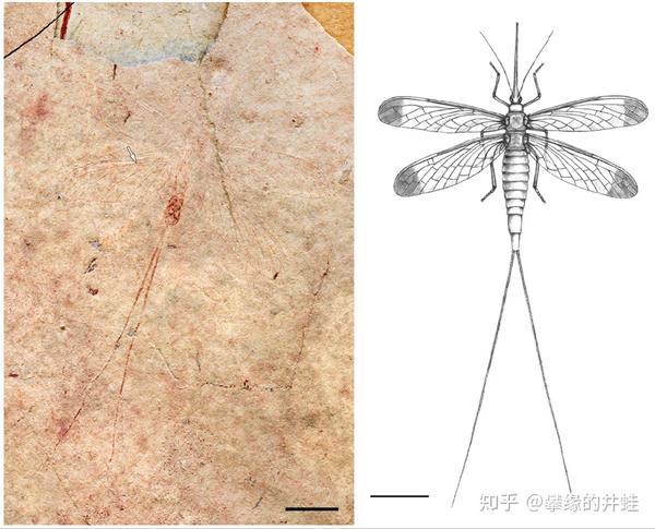 二叠纪末大灭绝：One shall stand, thousands shall fall - 知乎