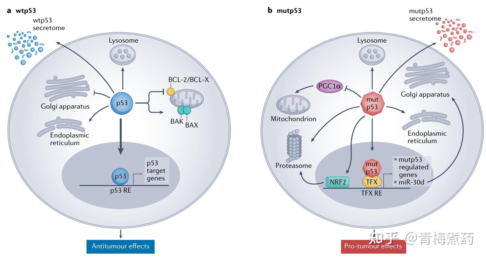 Nature Reviews | p53：一种蛋白质，众多靶点 - 知乎