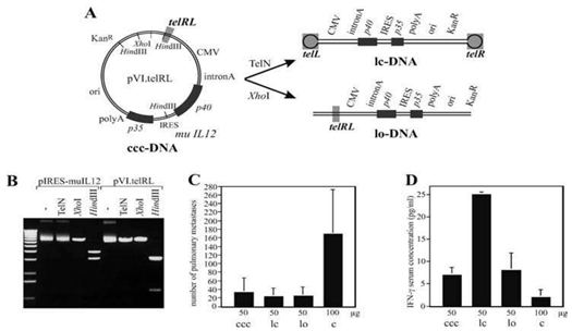 【星耀小课堂】剔除无关骨架序列，构建线性末端闭合迷你DNA - 知乎