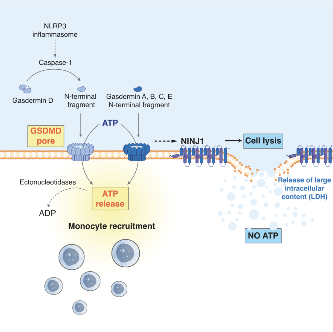 Cell Reports丨在NLRP3炎症小体激活后，GSDMD介导ATP的快速瞬时释放，随后是NINJ1诱导的细胞溶解性死亡 - 知乎