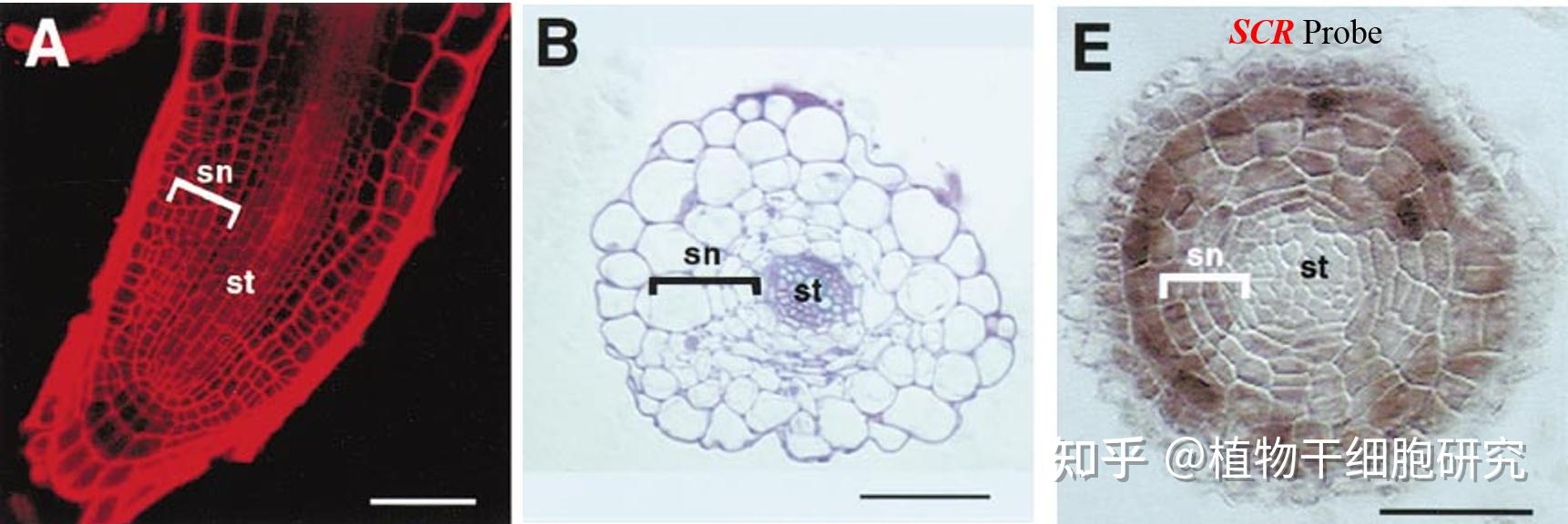 拟南芥根的发育---Radial patterning 1（SCR,SHR的发现和克隆） - 知乎