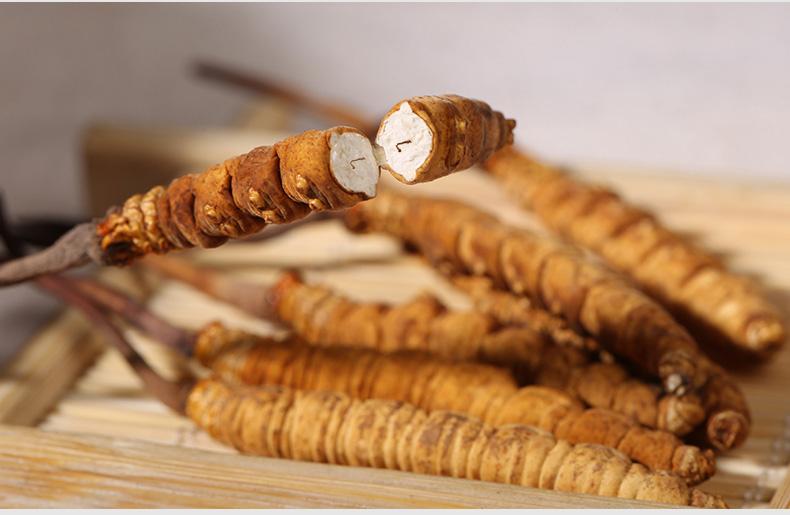 冬虫夏草断草与整草的区别！ - 知乎