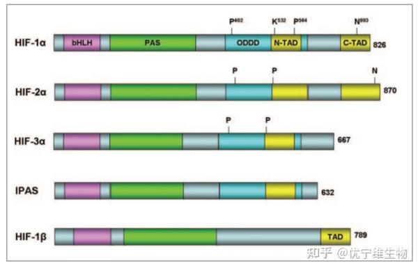 【小优细节君】HIF-1α老是空白条带，究竟为何？ - 知乎
