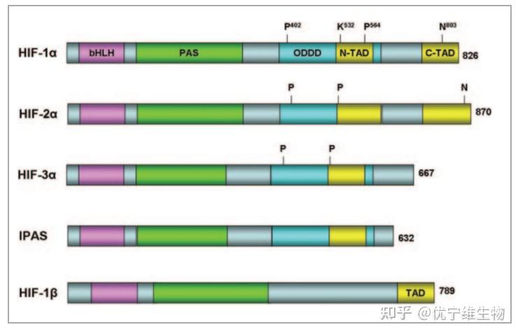 【小优细节君】HIF-1α老是空白条带，究竟为何？ - 知乎