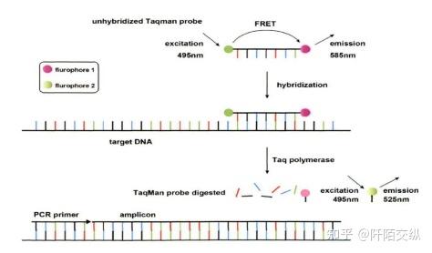 常用PCR技术——应对不同PCR扩增问题 - 知乎
