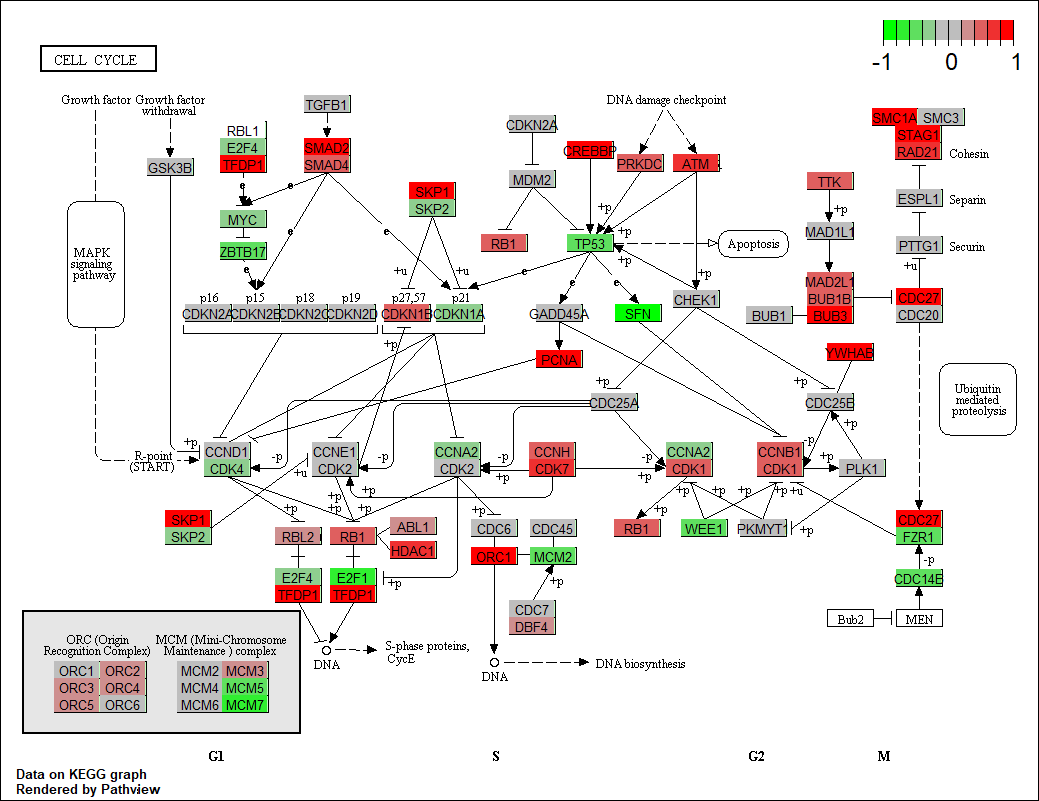 Pathview包：整合表达谱数据可视化KEGG通路 - 知乎