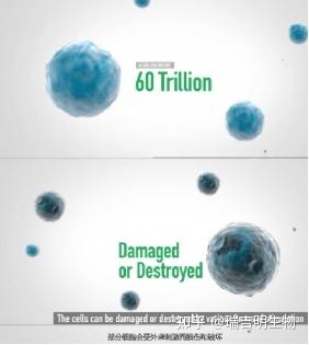 PDRN的相关作用机制 - 知乎