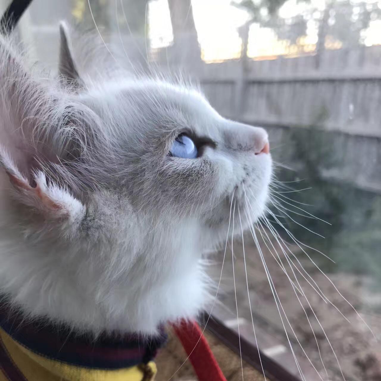 养布偶猫是种怎样的体验？ - 知乎