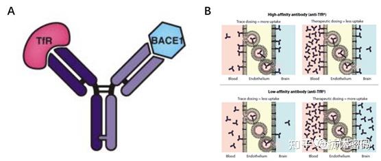 双特异抗体系列之--TfR - 知乎