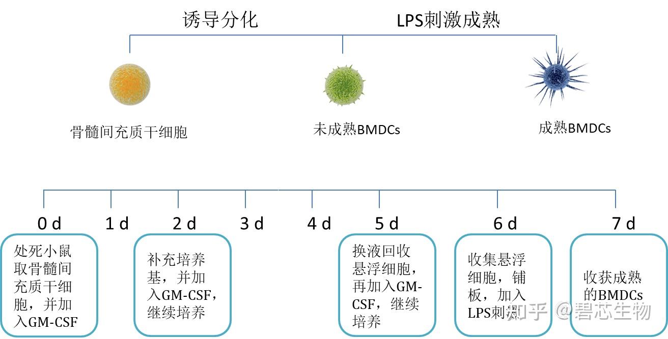 碧芯生物助力小鼠骨髓来源的树突状细胞（BMDCs）的获得及鉴定 - 知乎