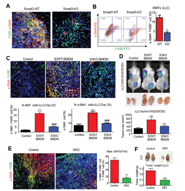 Smad3通过巨噬细胞-成纤维细胞转化促进肿瘤相关成纤维细胞生成 - 知乎
