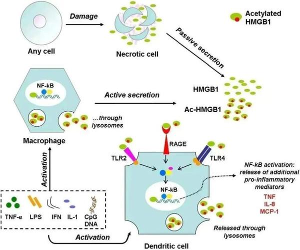 热门靶点HMGB1：炎症反应上游调控细胞因子 - 知乎