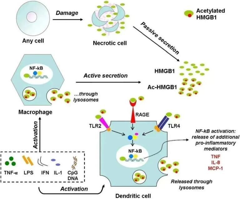 热门靶点HMGB1：炎症反应上游调控细胞因子 - 知乎