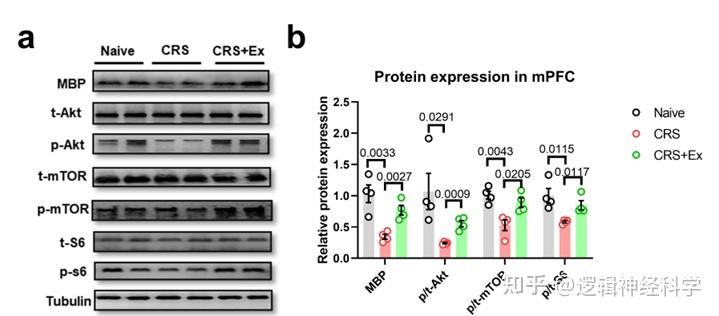 Transl Psychiatry︱暨南大学张力团队揭示运动通过FMRP-mTOR通路发挥抗焦虑效果 - 知乎