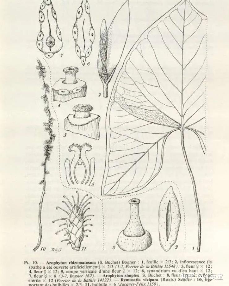 科学绘画||被子植物家族的天南星科成员（六） - 知乎