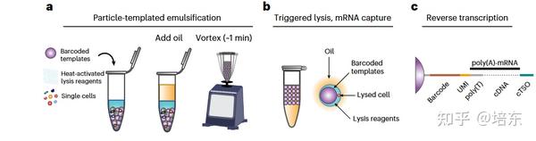 微流控-free方法（PIPseq/RevGel-seq，单细胞测序技术的搅局者 - 知乎