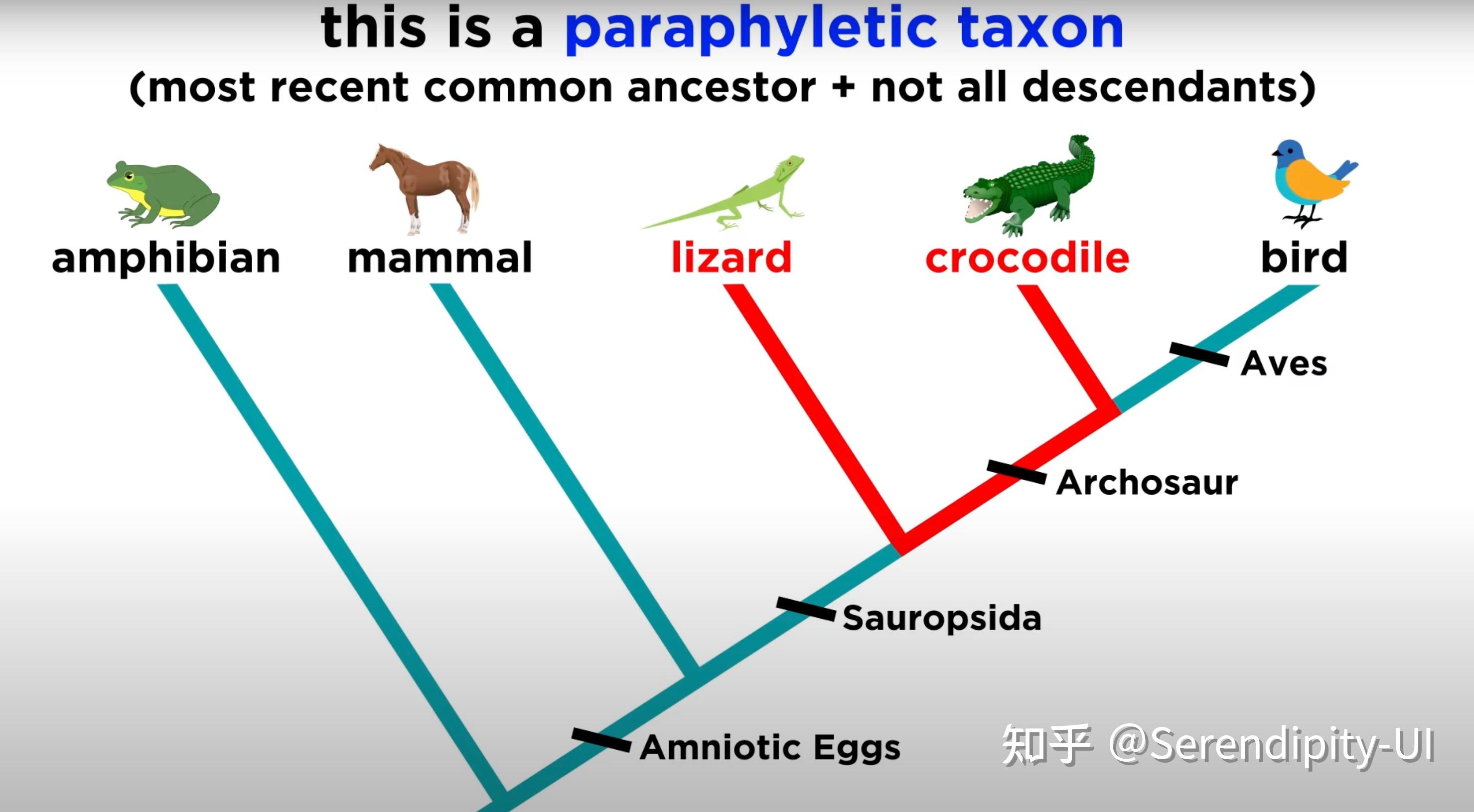 区分monophyly¶phyly&polyphyly单系群&并系群&多系群 - 知乎