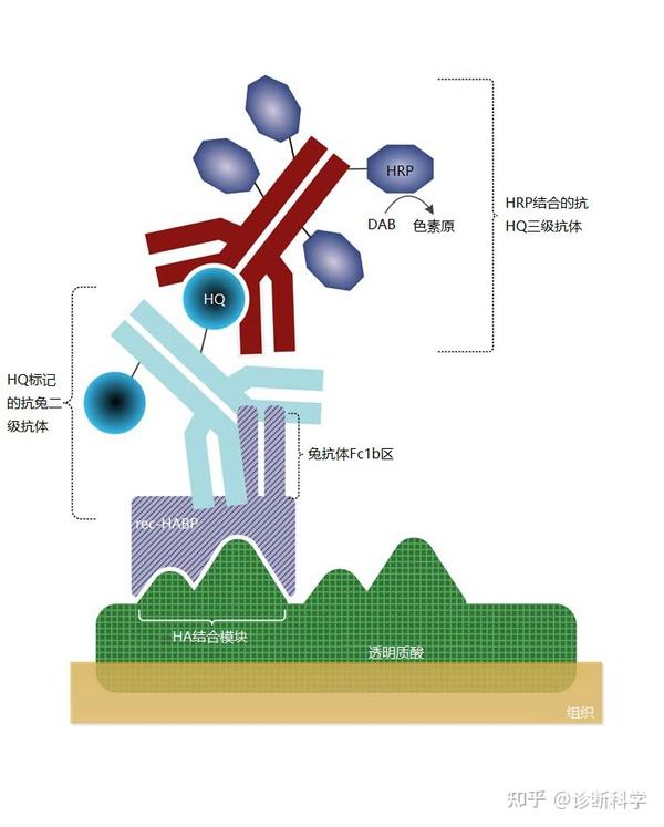 开发 | 透明质酸伴随诊断试剂的开发 - 知乎