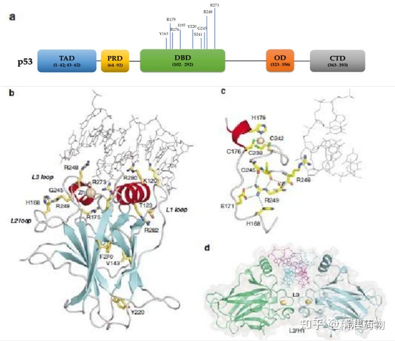 【靶点】P53 - 知乎